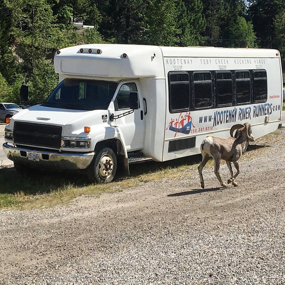 Wildlife in the Valley - Rafting the Rockies