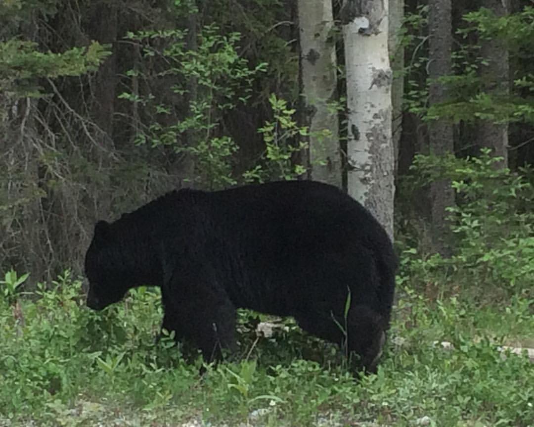 Wildlife in the Valley - Rafting the Rockies